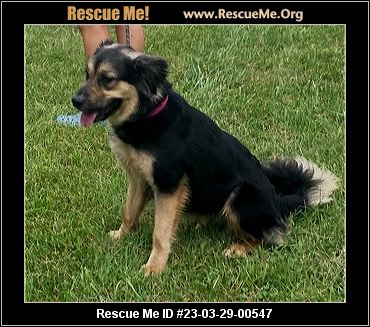 - Pennsylvania German Shepherd Rescue - ADOPTIONS - Rescue Me!