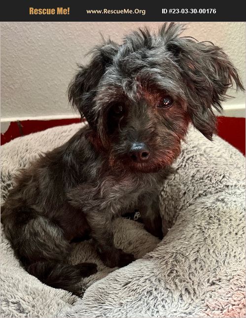 ADOPT 23033000176 ~ Poodle Rescue ~ Fort Myers, FL