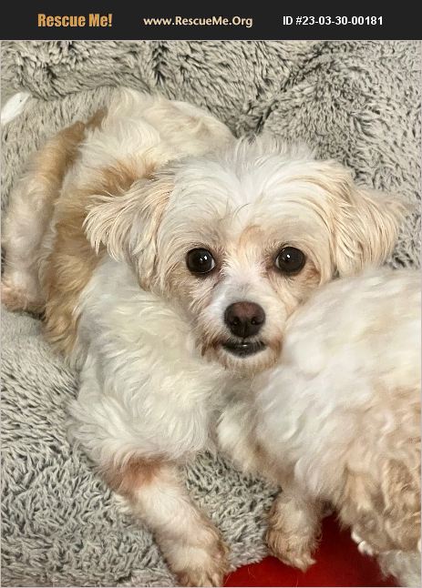 ADOPT 23033000181 ~ Maltese Rescue ~ Fort Myers, FL