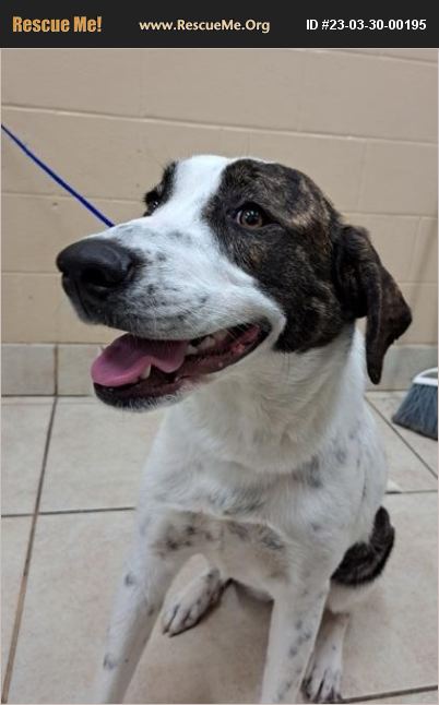 ADOPT 23033000195 ~ Pointer Rescue ~ Seattle, WA