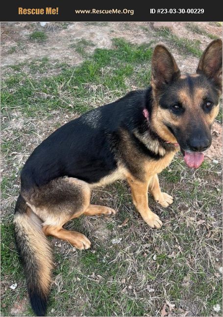 ADOPT 23033000229 ~ German Shepherd Rescue ~ Boyd, TX