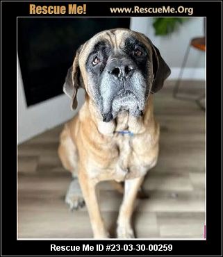 - Colorado Mastiff Rescue - ADOPTIONS - Rescue Me!