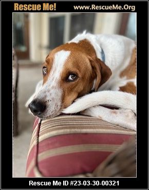 - Texas Bloodhound Rescue - ADOPTIONS - Rescue Me!