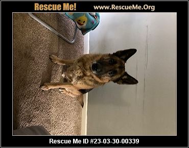 - Indiana German Shepherd Rescue - ADOPTIONS - Rescue Me!