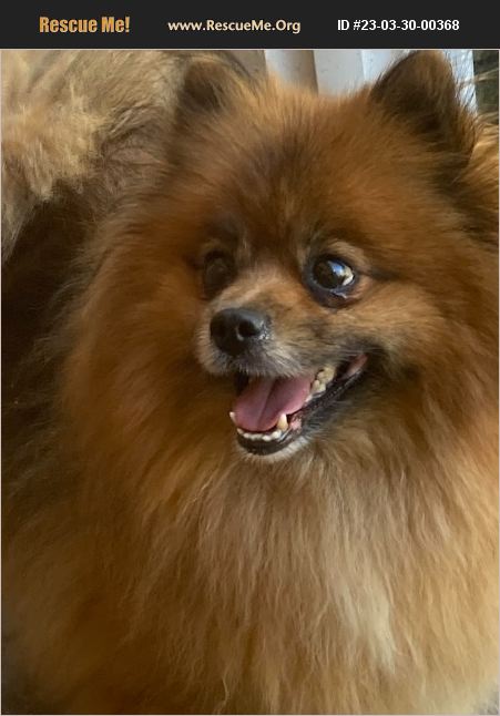 ADOPT 23033000368 ~ Pomeranian Rescue ~ Jesup, GA