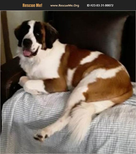ADOPT 23033100072 ~ Saint Bernard Rescue ~ Tampa, FL