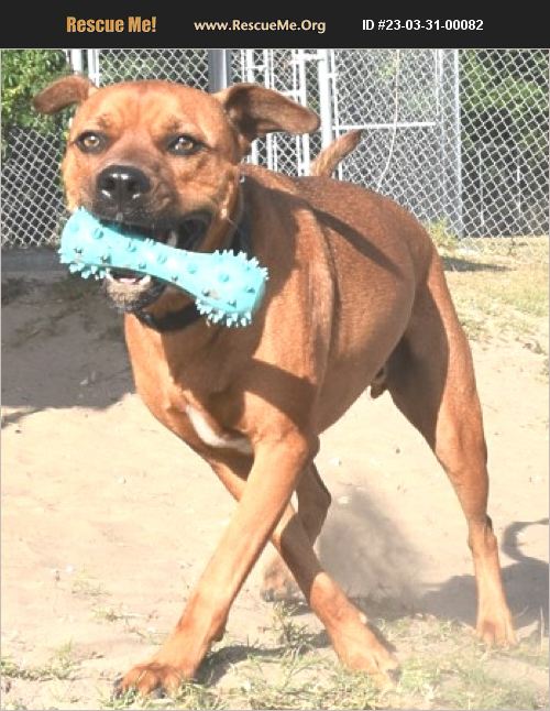 ADOPT 23033100082 ~ Black Mouth Cur Rescue ~ INVERNESS, FL