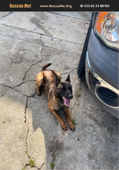 ADOPT 23033100192 ~ Belgian Malinois Rescue ~ Santa Ana, CA