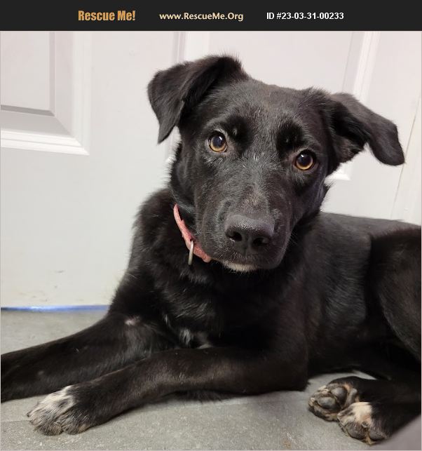 ADOPT 23033100233 ~ Border Collie Rescue ~ Lisbon, OH