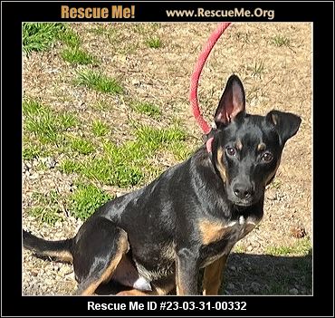 - Virginia German Shepherd Rescue - ADOPTIONS - Rescue Me!