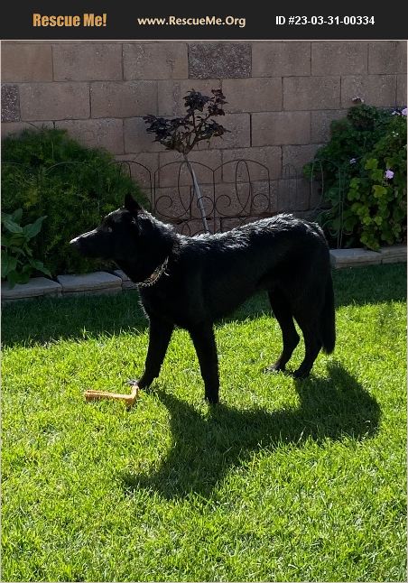 ADOPT 23033100334 ~ German Shepherd Rescue ~ Simi Valley, CA