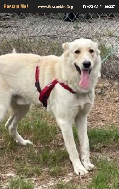 ADOPT 23033100337 ~ Lab Rescue ~ Rockport, TX