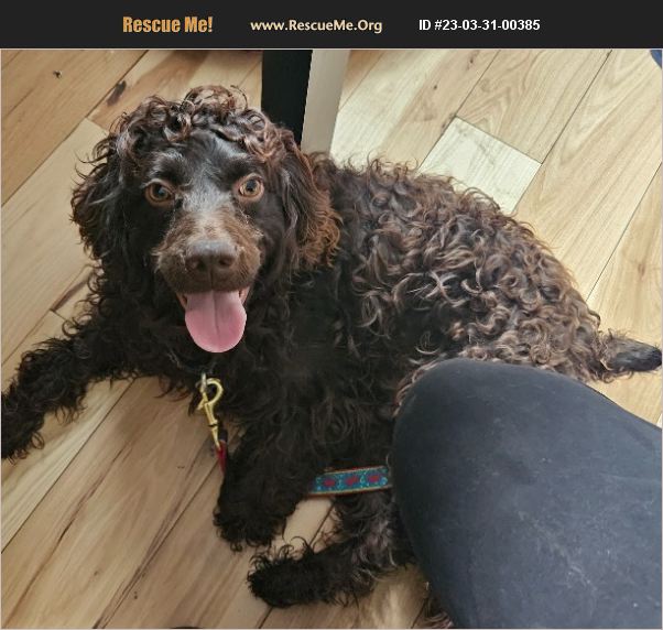 ADOPT 23033100385 ~ Cocker Spaniel Rescue ~ Sharon, CT