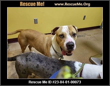 - Maine Dog Rescue - ADOPTIONS - Rescue Me!
