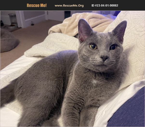 ADOPT 23040100082 ~ Russian Blue Rescue ~ Youngsville, NC