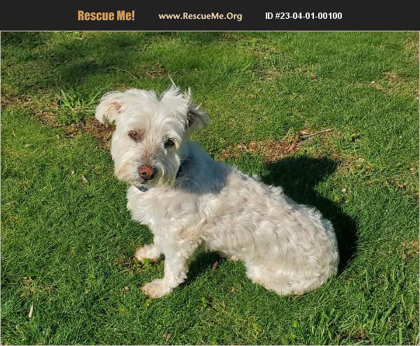 ADOPT 23040100100 ~ Maltese Rescue ~ Mocksville, NC