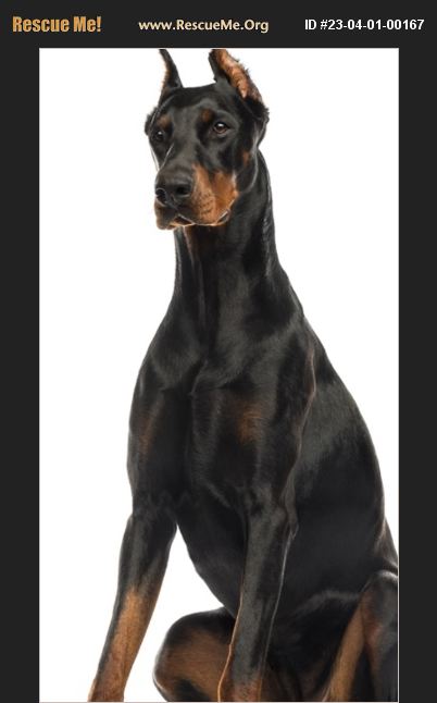 ADOPT 23040100167 ~ Doberman Pinscher Rescue ~ DENVER, CO