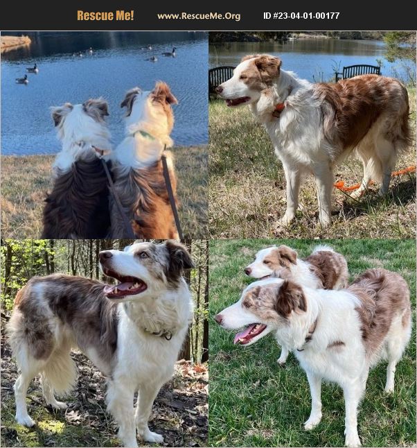 ADOPT 23040100177 ~ Border Collie Rescue ~ Shepherdsville, KY