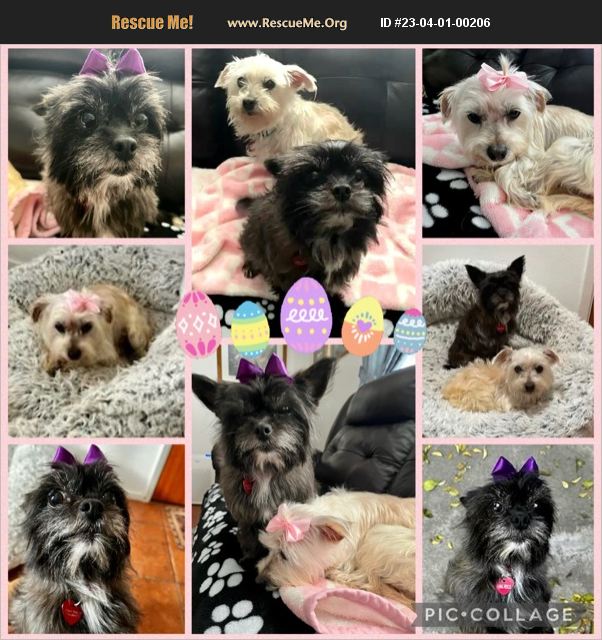 ADOPT 23040100206 ~ Maltese Rescue ~ Riverside County, CA