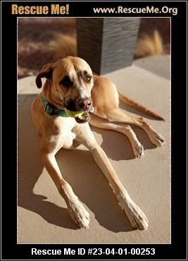 - Colorado Great Dane Rescue - ADOPTIONS - Rescue Me!