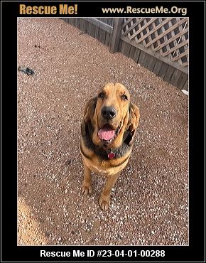 - Texas Bloodhound Rescue - ADOPTIONS - Rescue Me!