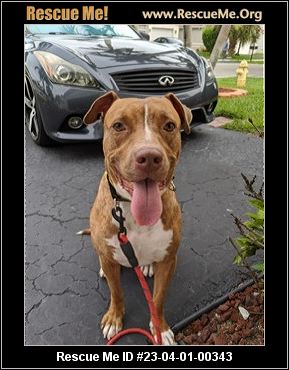 - Florida Pit Bull Rescue - ADOPTIONS - Rescue Me!