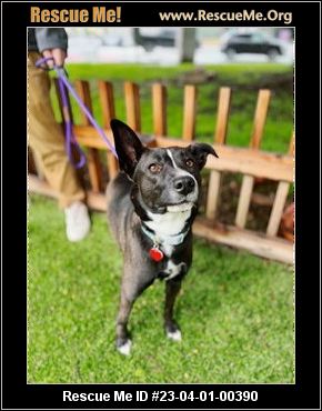 - California Border Collie Rescue - ADOPTIONS - Rescue Me!