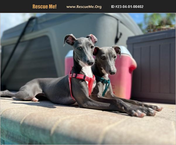 ADOPT 23040100402 ~ Italian Greyhound Rescue ~ Fort Myers Beach, FL