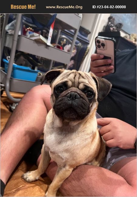 ADOPT 23040200008 ~ Pug Rescue ~ tustin, CA