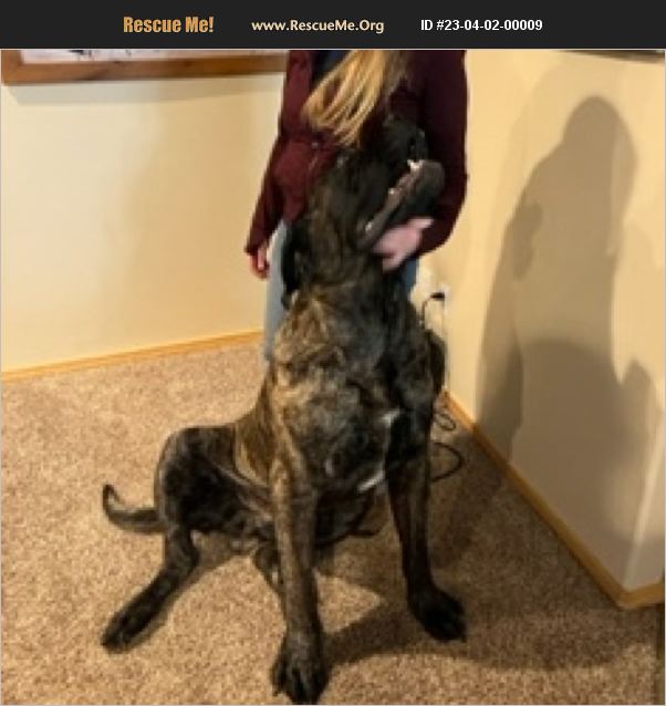 ADOPT 23040200009 ~ Mastiff Rescue ~ Soldotna, AK