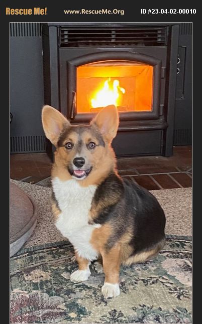 ADOPT 23040200010 ~ Corgi Rescue ~ Medford, OR