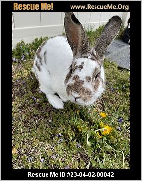 - Pennsylvania Rabbit Rescue - ADOPTIONS - Rescue Me!