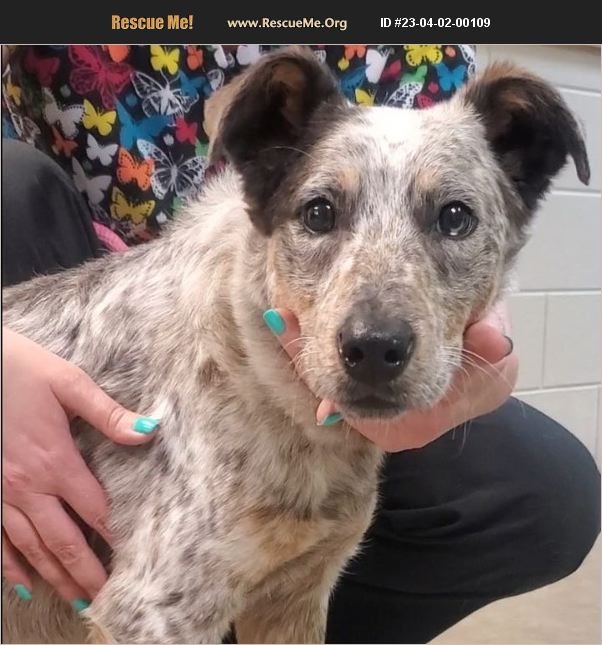 ADOPT 23040200109 ~ Australian Cattle Dog Rescue ~ , FL