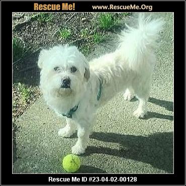 - North Carolina Maltese Rescue - ADOPTIONS - Rescue Me!