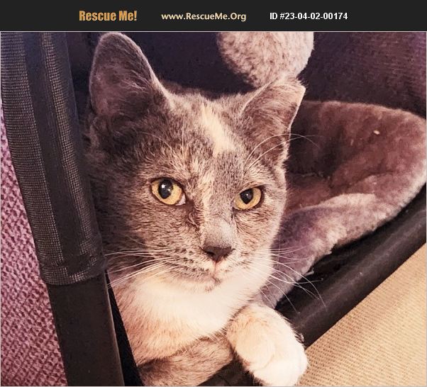 ADOPT 23040200174 ~ Domestic Cat Rescue ~ Radford, VA