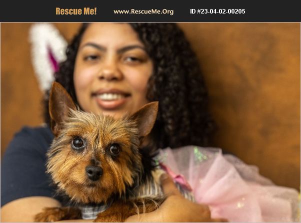 ADOPT 23040200205 ~ Silky Terrier Rescue ~ Homer Glen, IL