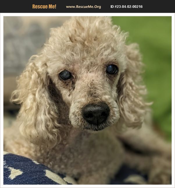 ADOPT 23040200216 ~ Poodle Rescue ~ Tavares, FL