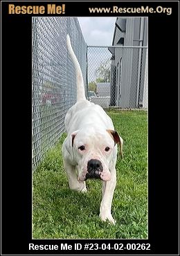 - Pennsylvania Boxer Rescue - ADOPTIONS - Rescue Me!