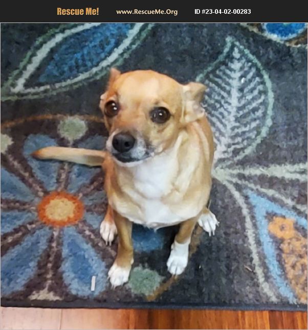 ADOPT 23040200283 ~ Chihuahua Rescue ~ Tacoma, WA