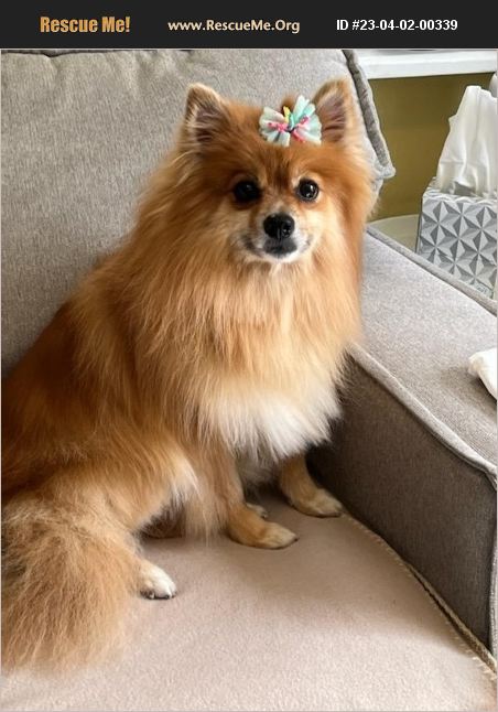 ADOPT 23040200339 ~ Pomeranian Rescue ~ Lebanon, PA