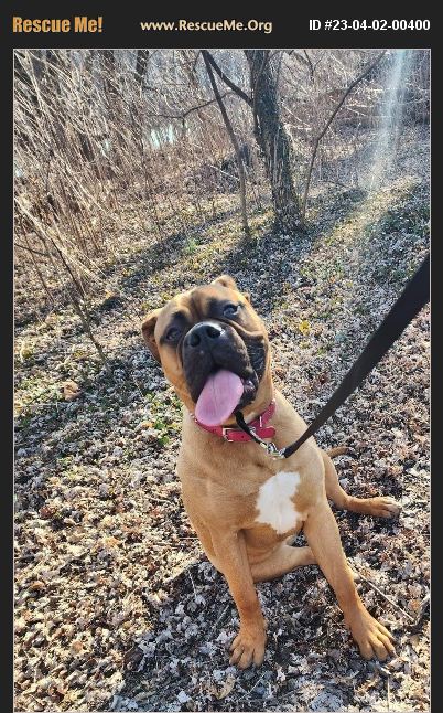 ADOPT 23040200400 ~ Bullmastiff Rescue ~ Marietta, PA