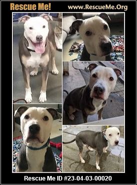 - Rhode Island Dog Rescue - ADOPTIONS - Rescue Me!