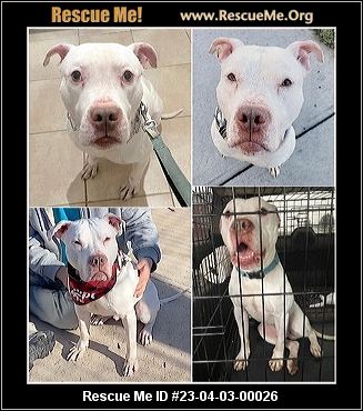 - Rhode Island Dog Rescue - ADOPTIONS - Rescue Me!