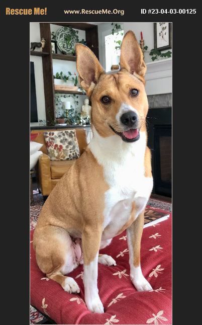 ADOPT 23040300125 ~ Basenji Rescue ~ PITTSBURGH, PA