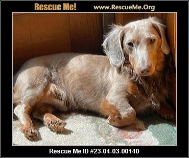 - Connecticut Dachshund Rescue - ADOPTIONS - Rescue Me!