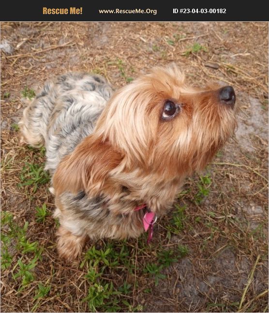ADOPT 23040300182 ~ Yorkie Rescue ~ West Palm Beach, FL