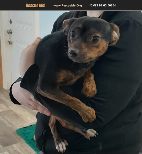 ADOPT 23040300204 ~ Miniature Pinscher Rescue ~ Nashville, IL