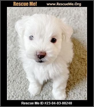 - Furever Angels Animal Rescue - Charlotte, NC - AVAILABLE PETS