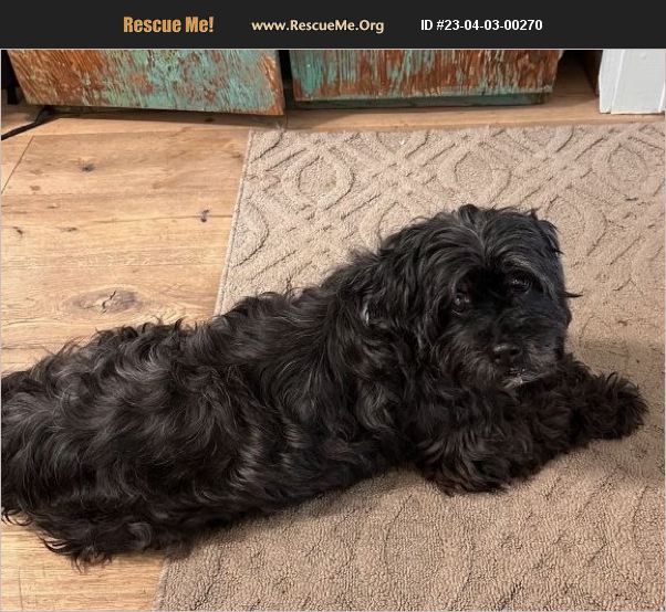 ADOPT 23040300270 ~ Lhasa Apso Rescue ~ tustin, CA