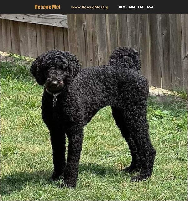 ADOPT 23040300454 ~ Poodle Rescue ~ Houston, TX